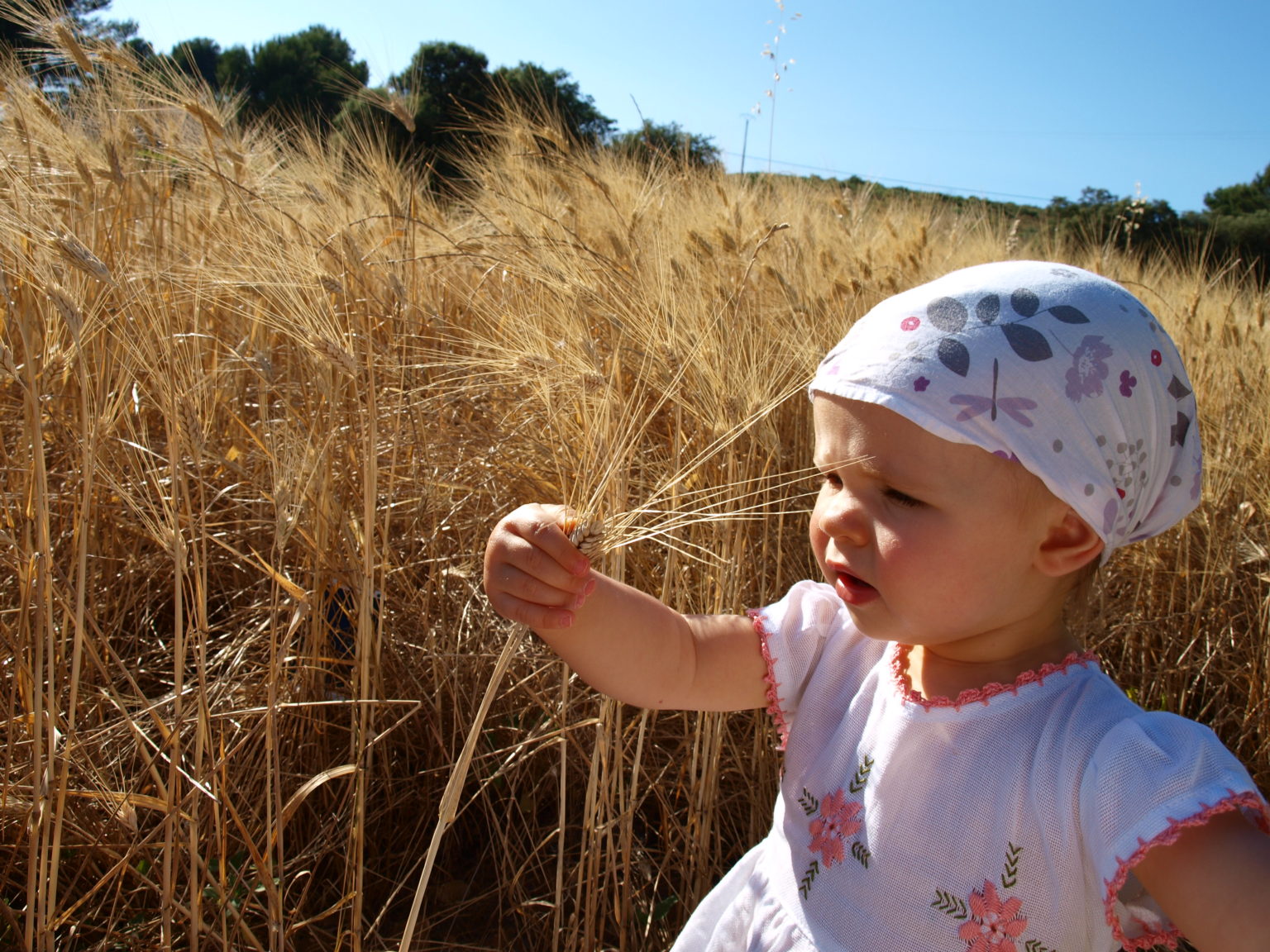 Organic Ingredients - Premium Organic Ingredients - Bio Ingredients